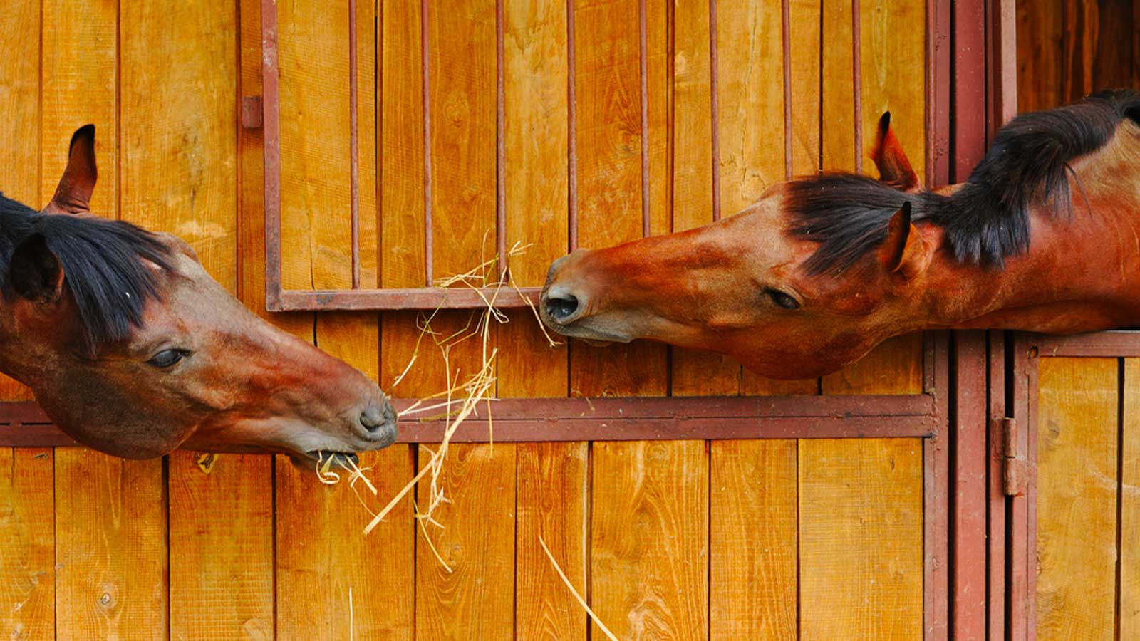 Forage – what’s the alternative? | Feed Advice from Dengie – Millbry Hill