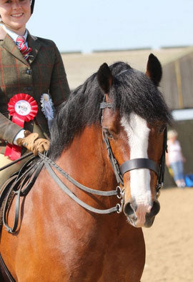 Supported rider Hannah Atkinson is going to HOYS! | Millbry Hill