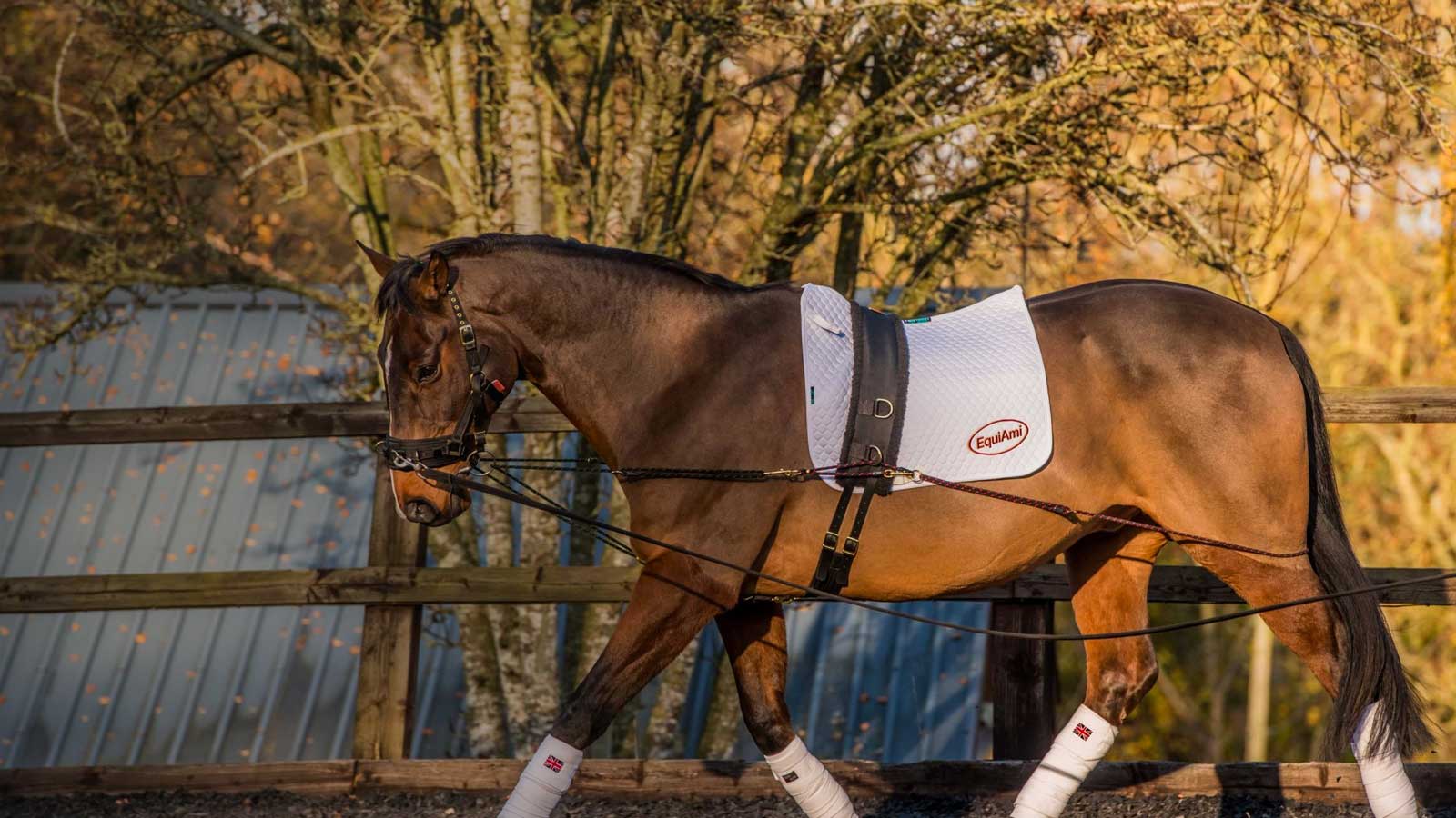 Horse Lunging Equipment