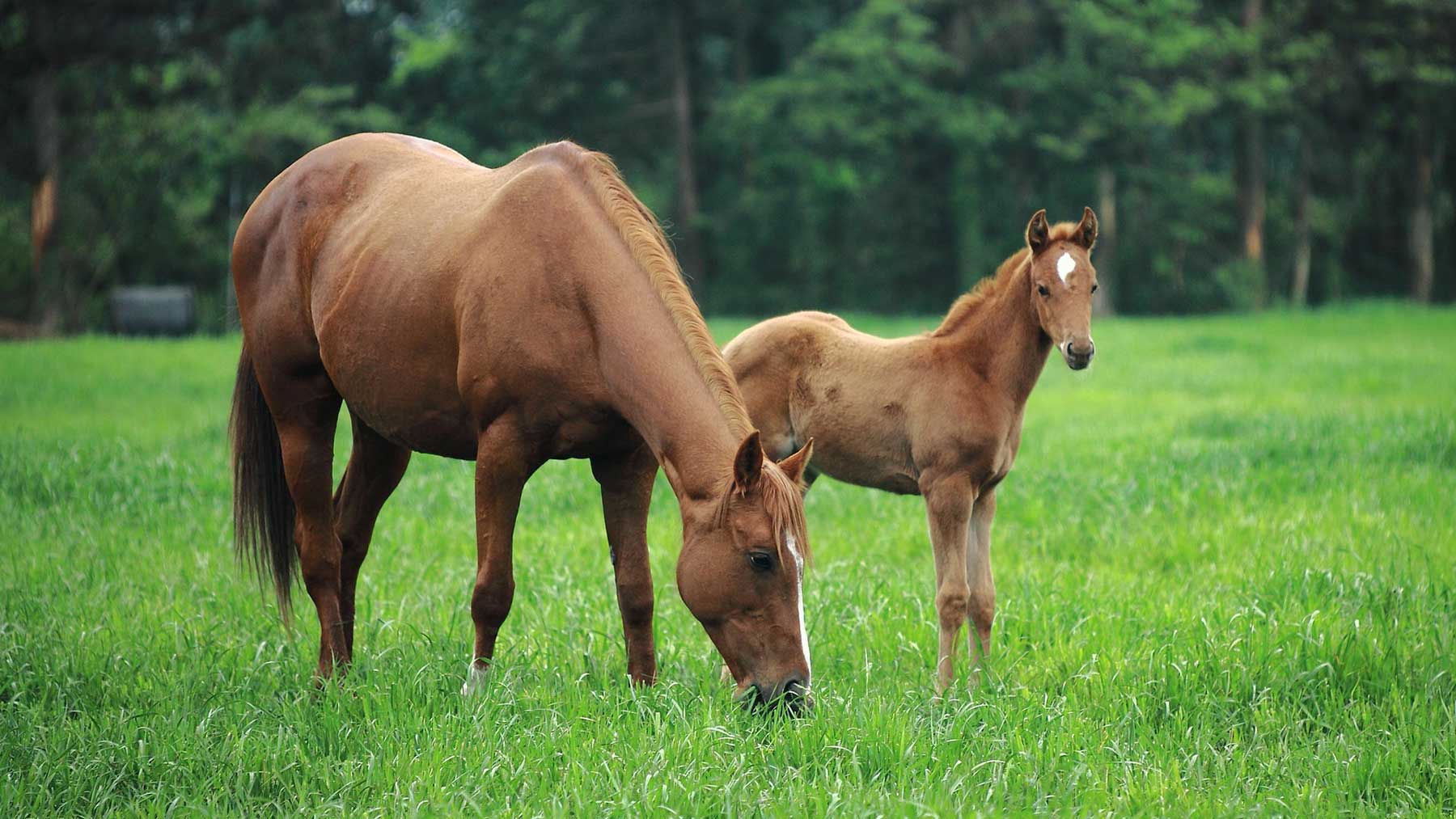 Horse Breeding, Youngstock & Stud Feeds | Millbry Hill