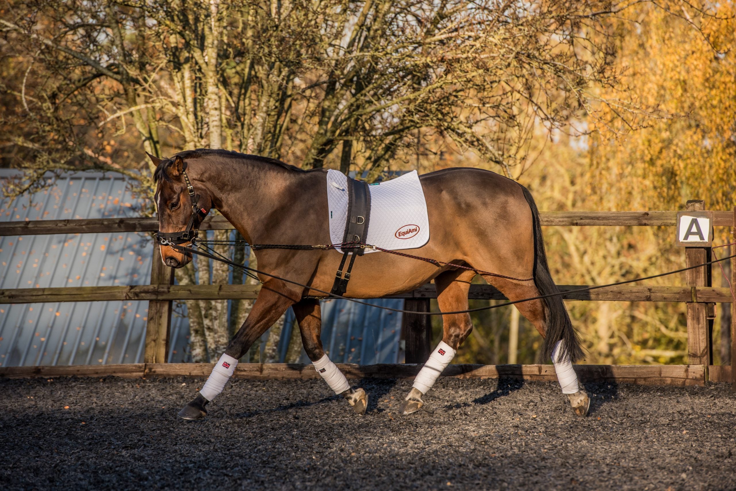 EquiAmi Standard Lunge Aid | Millbry Hill