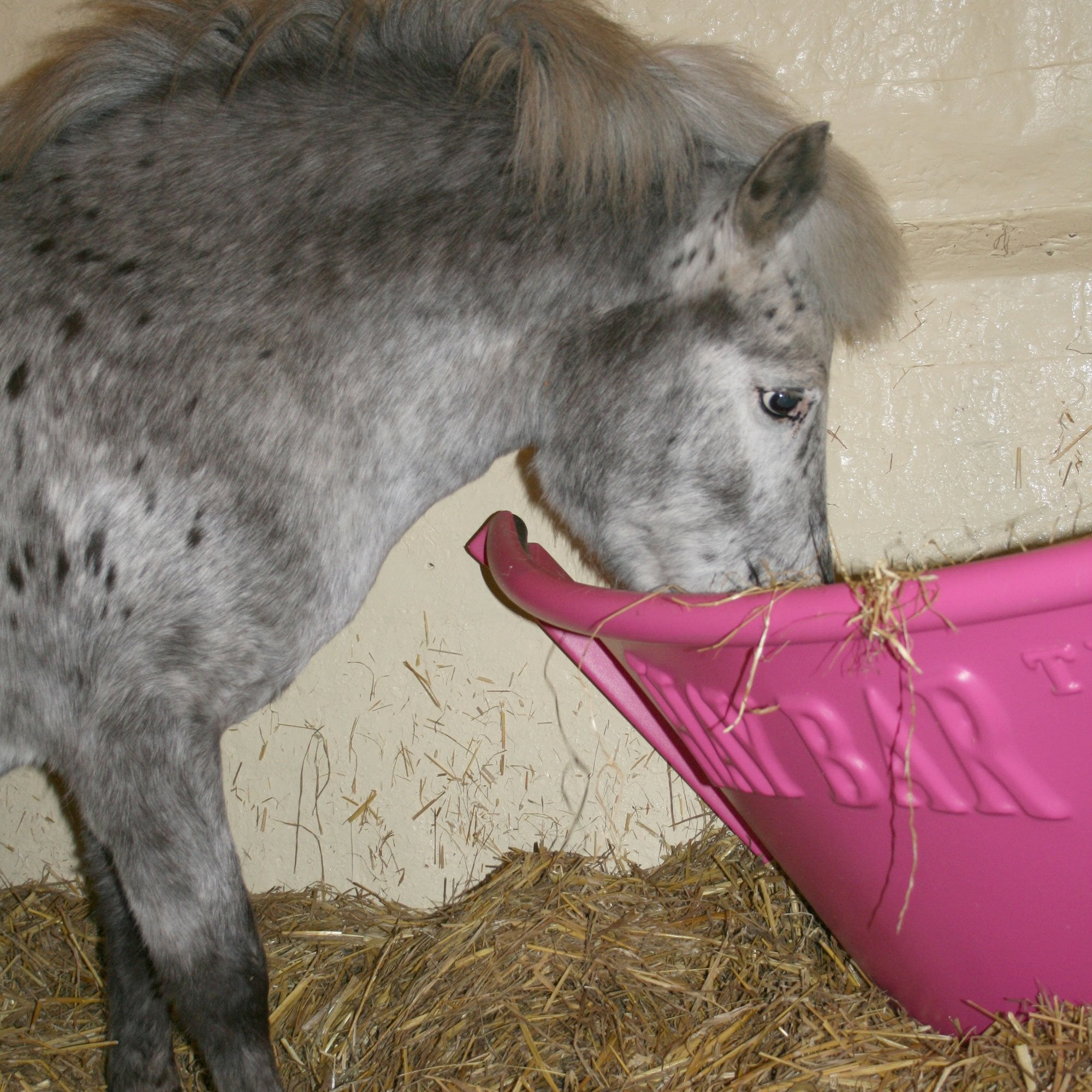 Pony Hay Bar | Millbry Hill