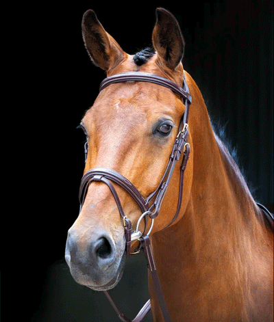 Horse Bridles | Grackle, Cavesson & Flash Bridles | Millbry Hill